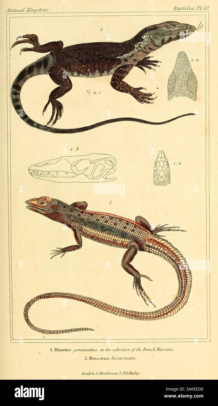 The, animal, kingdom, arranged, according, to, its, organization ...