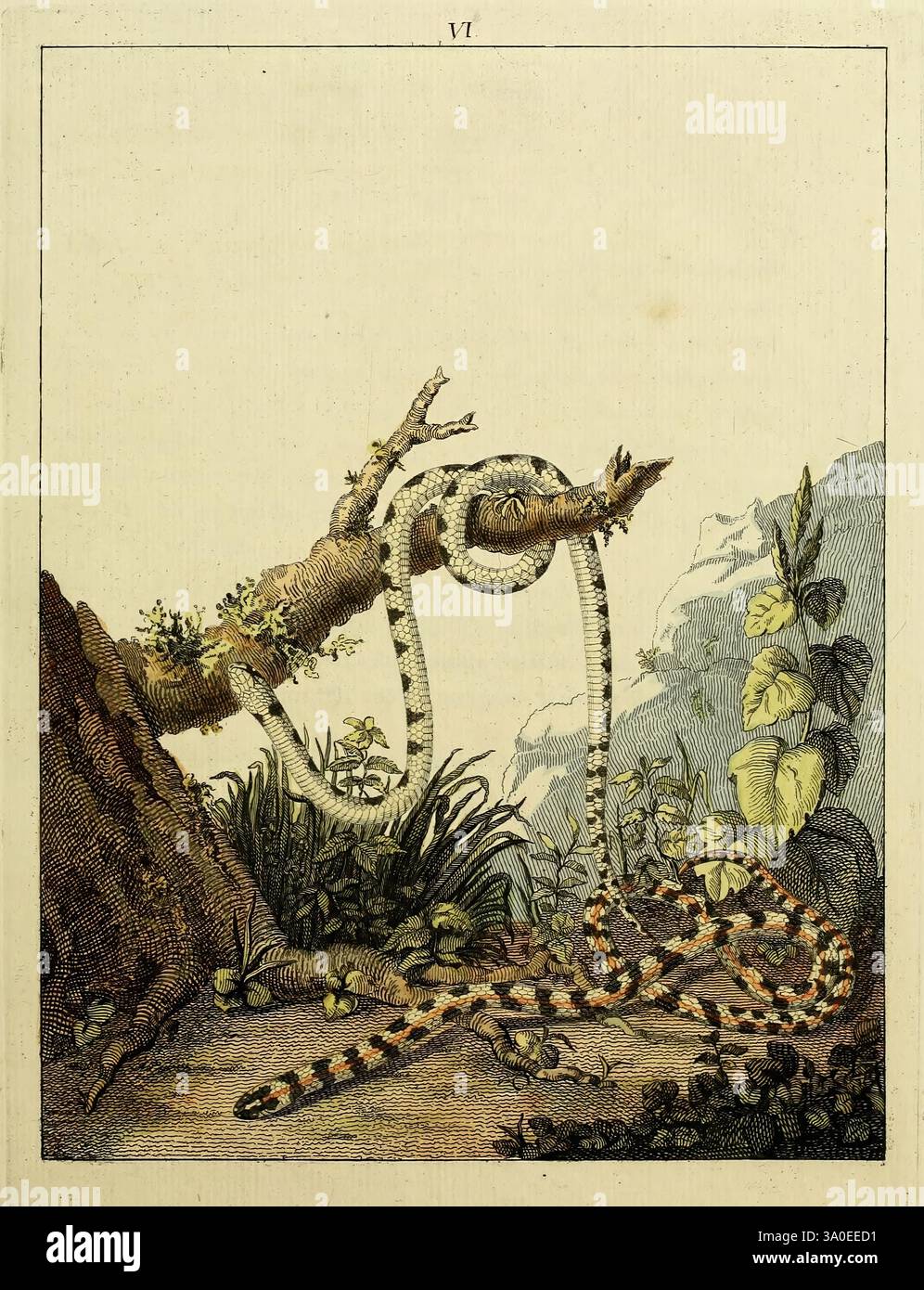 Detailed illustration depicts two snakes coiled hi-res stock ...