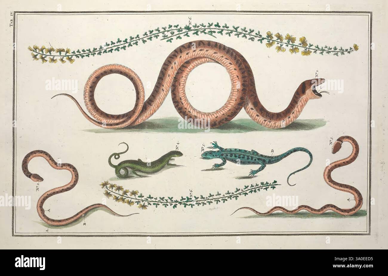 Variety of serpentine creatures hi-res stock photography and images - Alamy