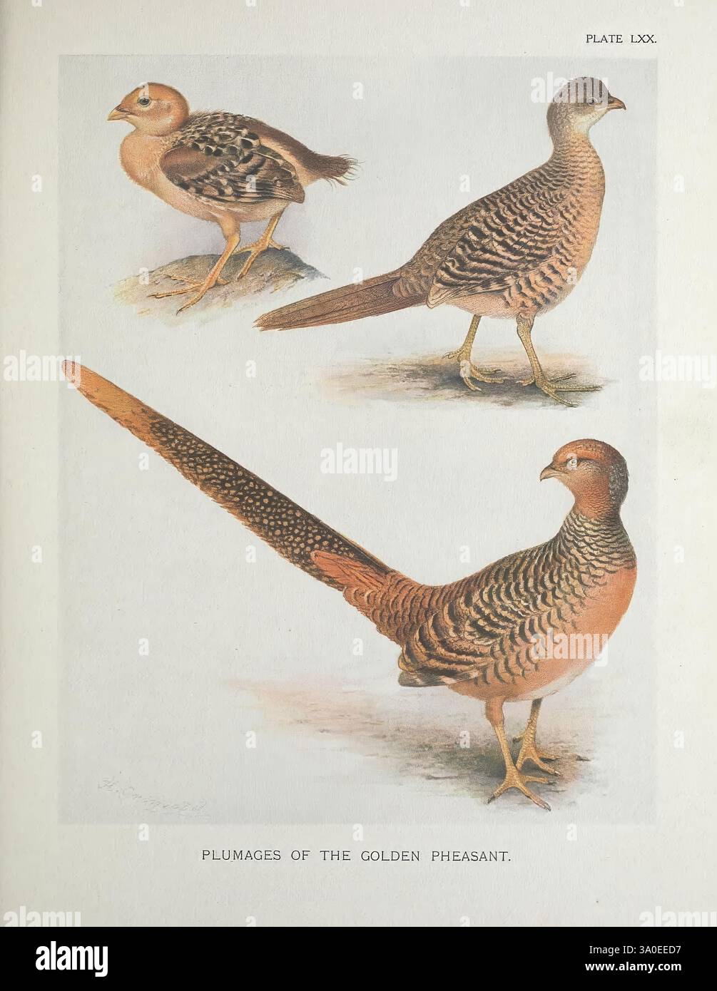 A monograph of the pheasants, London, England, Published under the ...