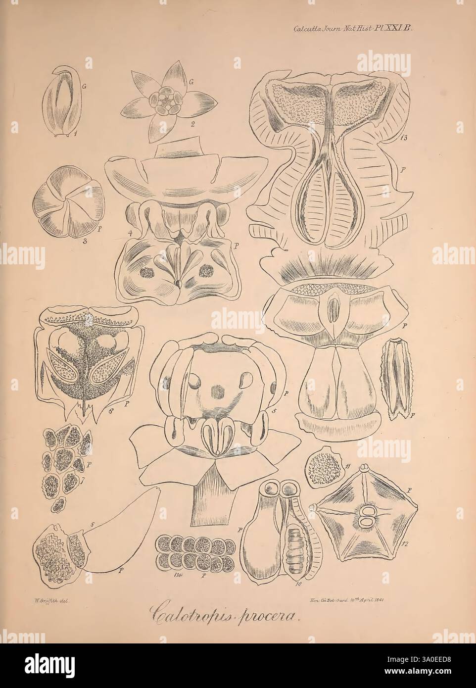 Icones Plantarum Asiaticarum, Calcutta, Bishop's College Press, 1847-54 ...
