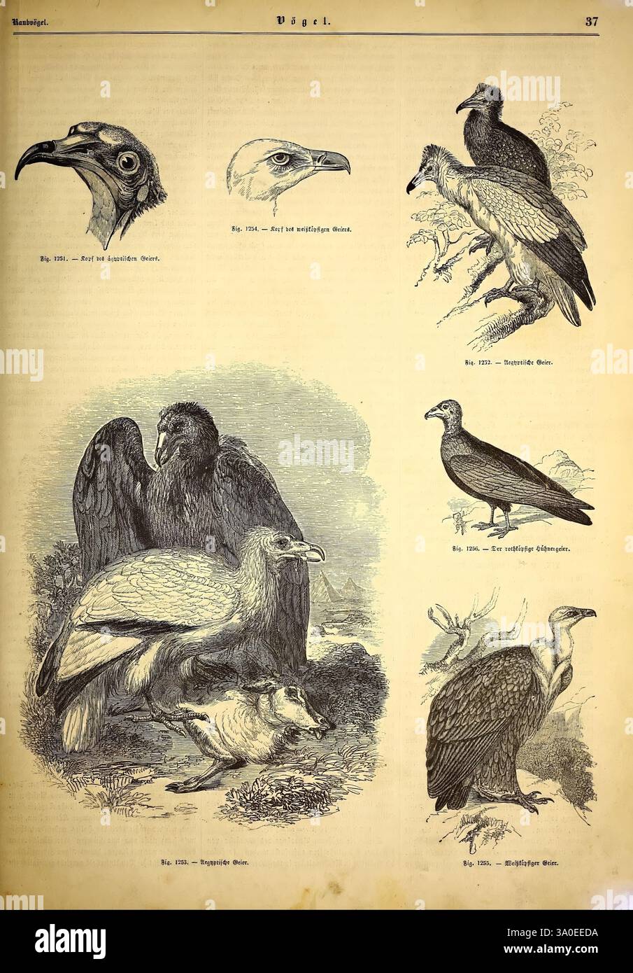 Illustrated, Natural History, Of The Animal Kingdom, Leipzig, J.J ...