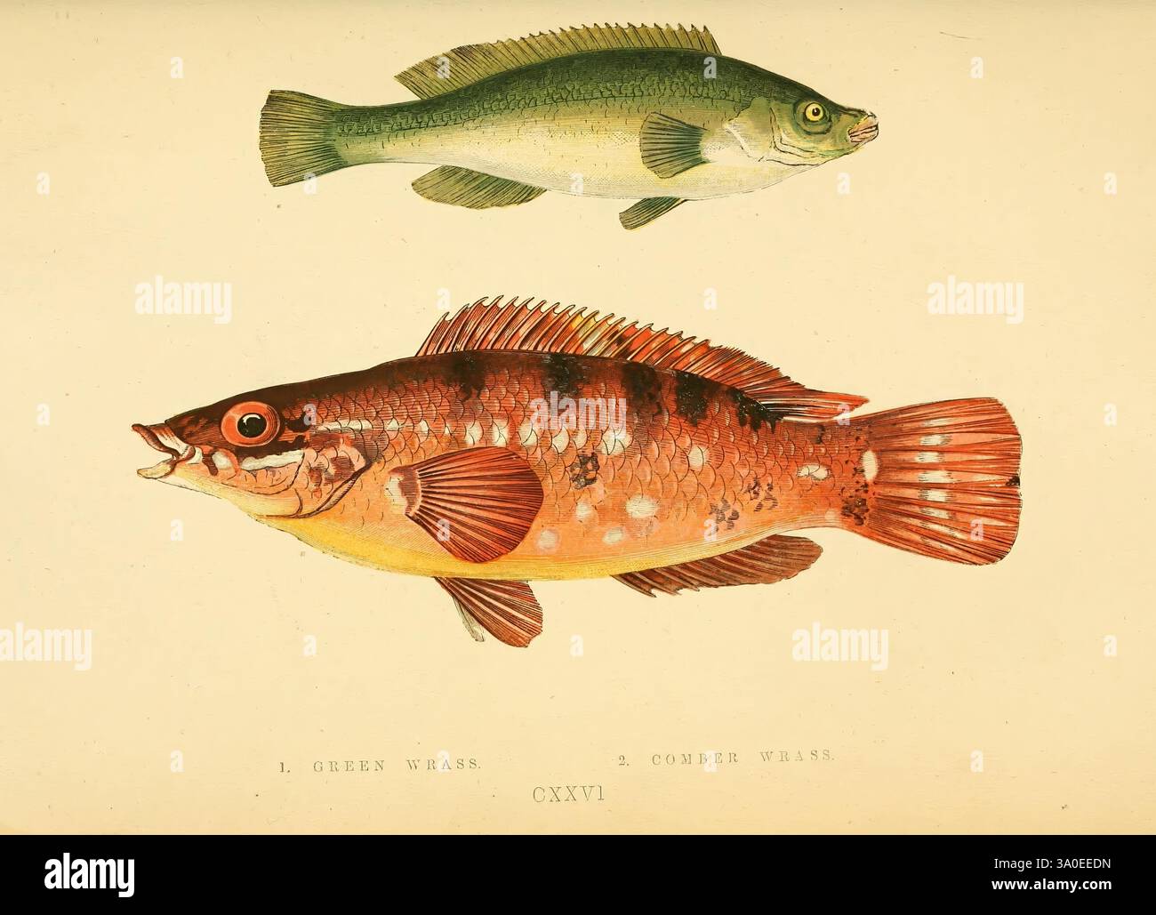 Rounded fish displays hi-res stock photography and images - Alamy