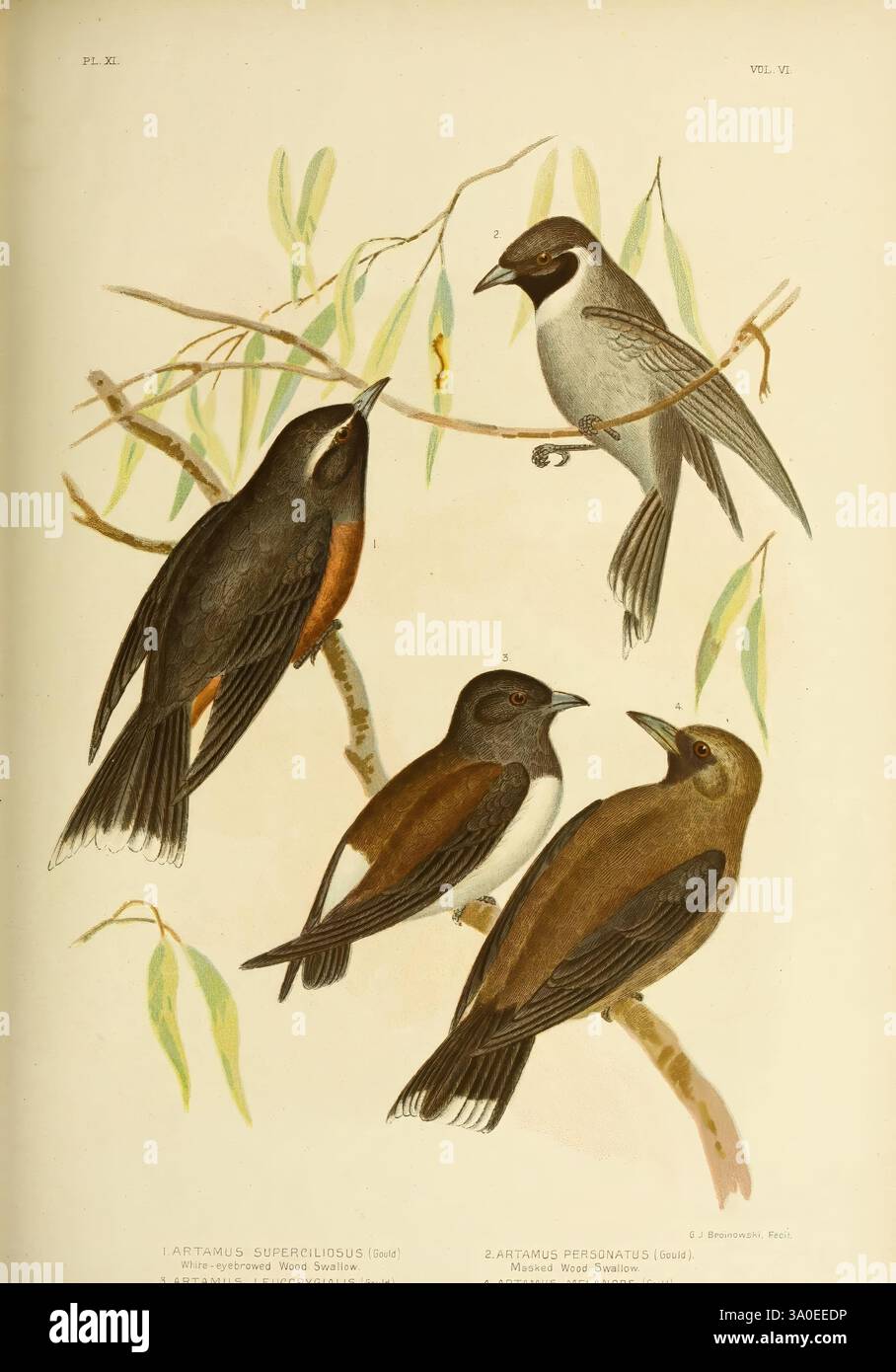 Bird displays unique plumage characteristics hi-res stock photography ...