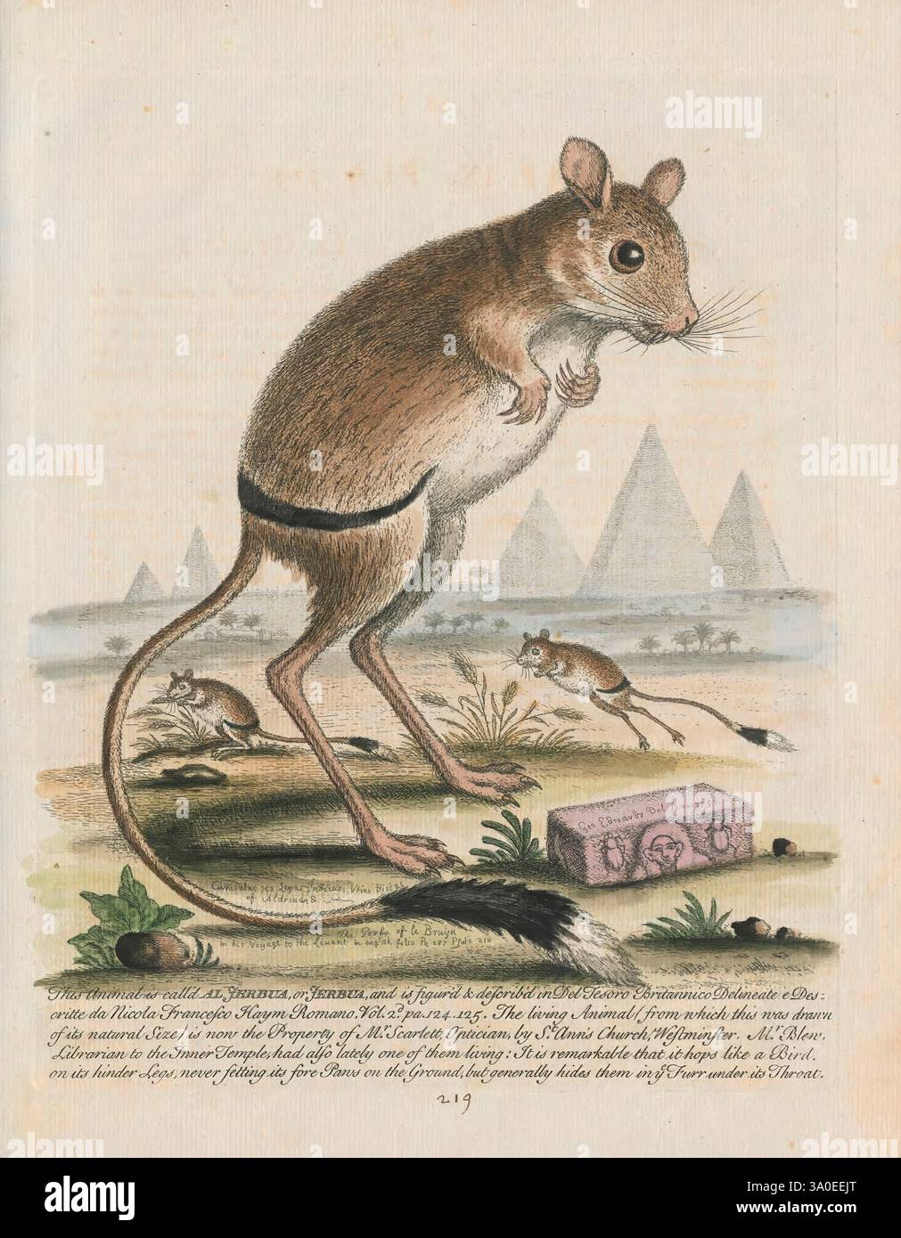 Upright kangaroo mouse hi-res stock photography and images - Alamy