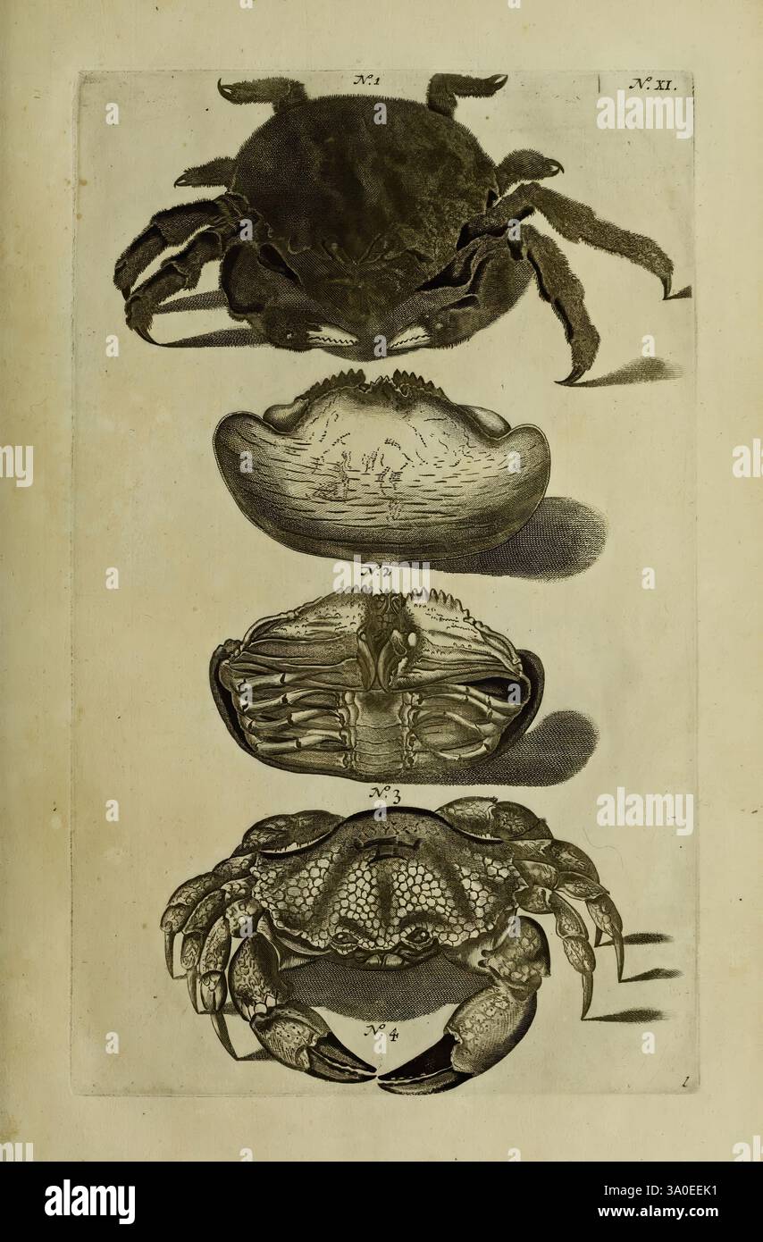 Large crab showcases hi-res stock photography and images - Alamy