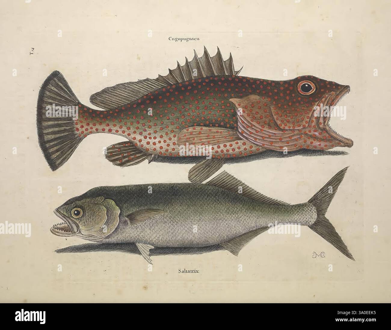 Focusing attentio hi-res stock photography and images - Alamy