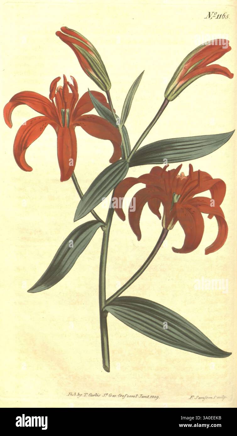 Lilium concolor taxonomy hi-res stock photography and images - Alamy