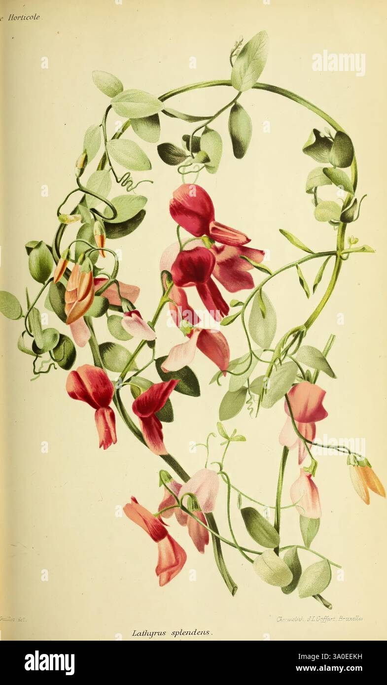 Binomial lathyrus splendens hi-res stock photography and images - Alamy