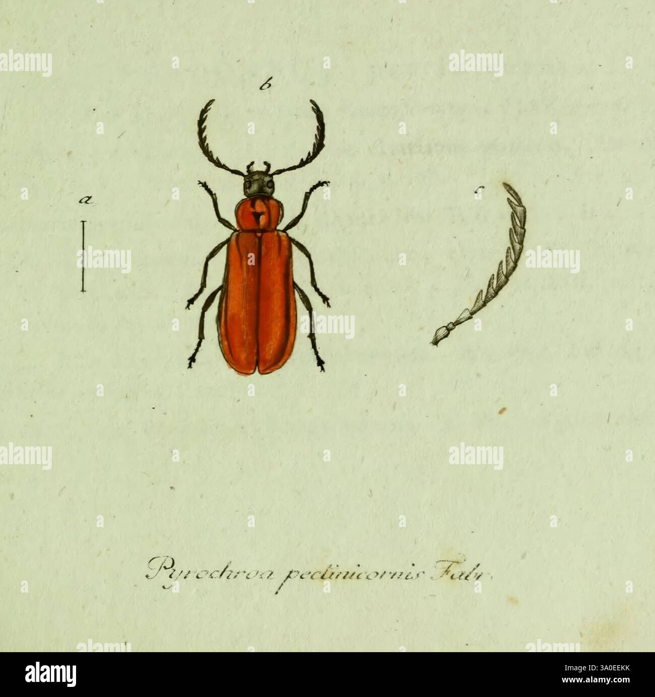 1796 1813 germany insects pictorial works dazzling diversity jac hi-res ...
