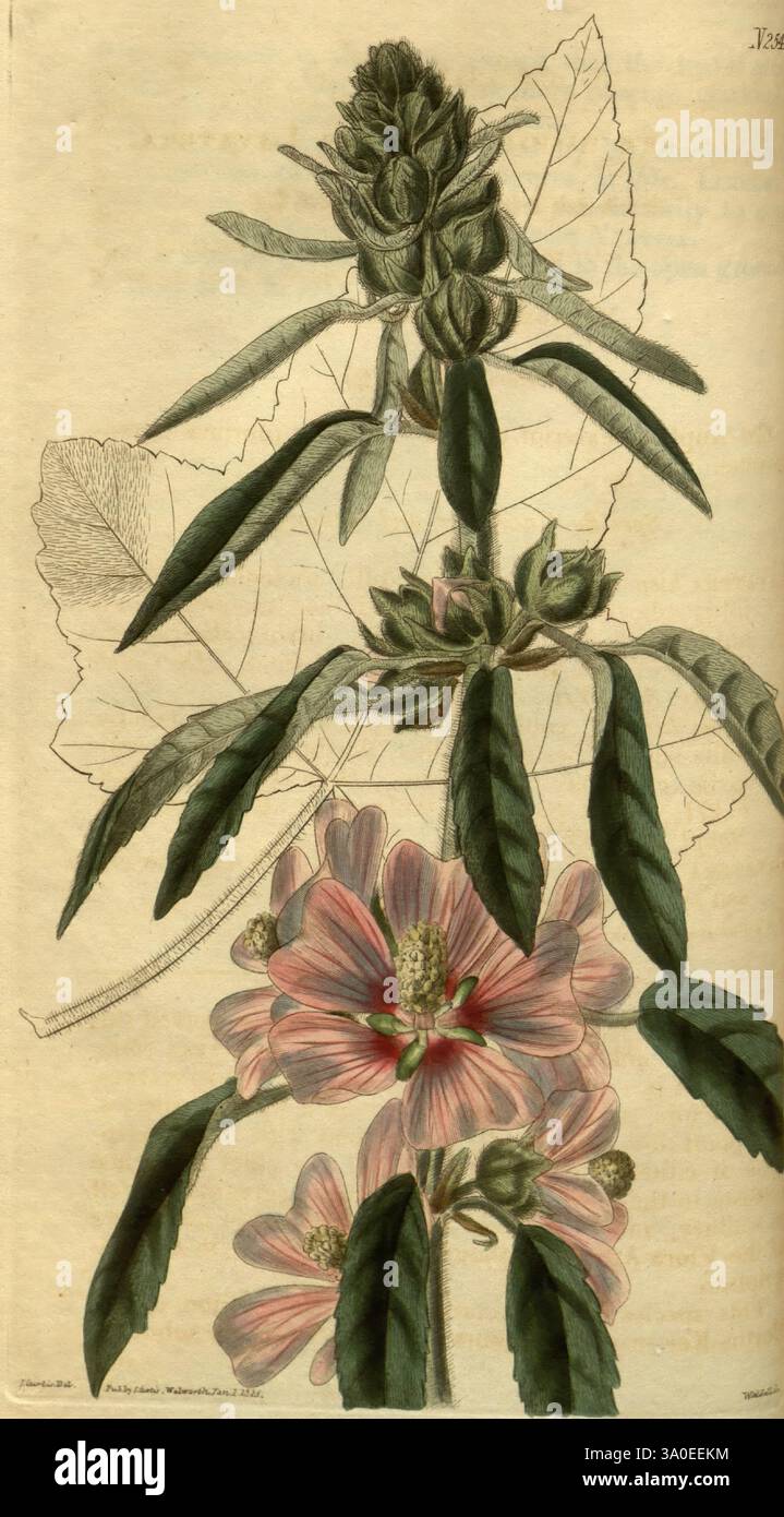 Curtis's Botanical Magazine, London, New York, botanical illustration ...