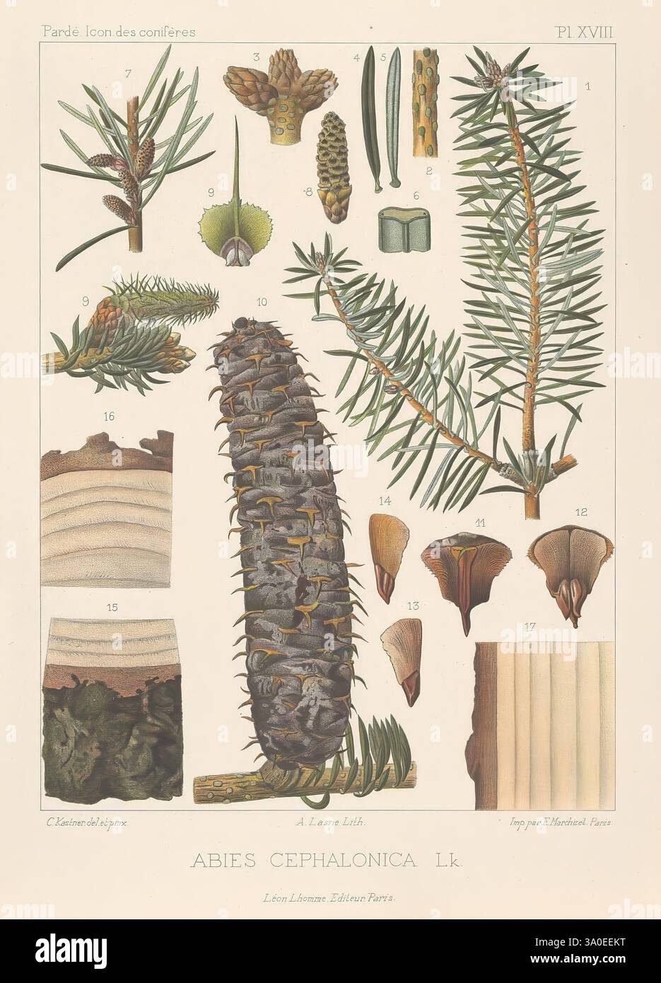 Foliage displays two distinct forms hi-res stock photography and images ...