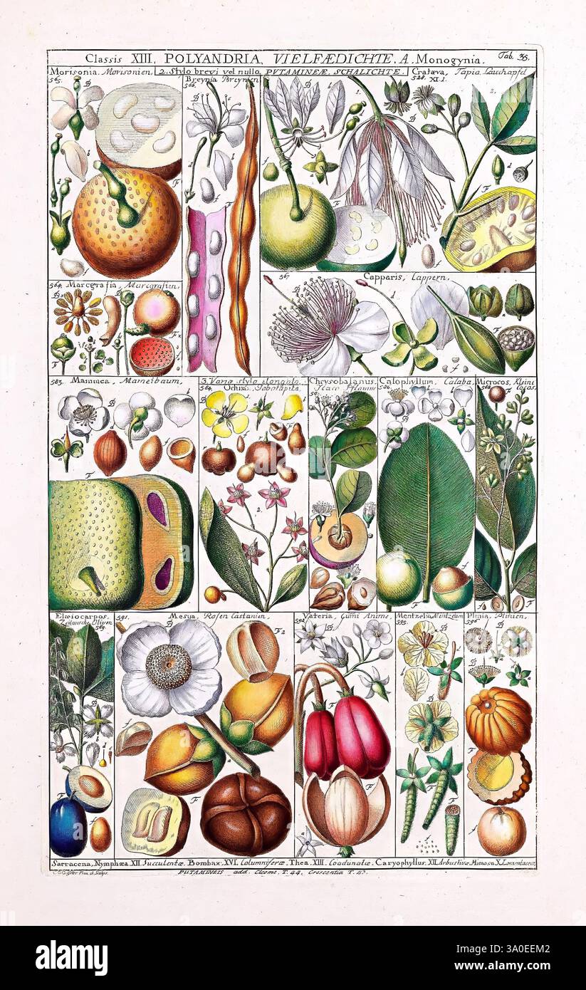 Highlight diverse plant structures hi-res stock photography and images ...