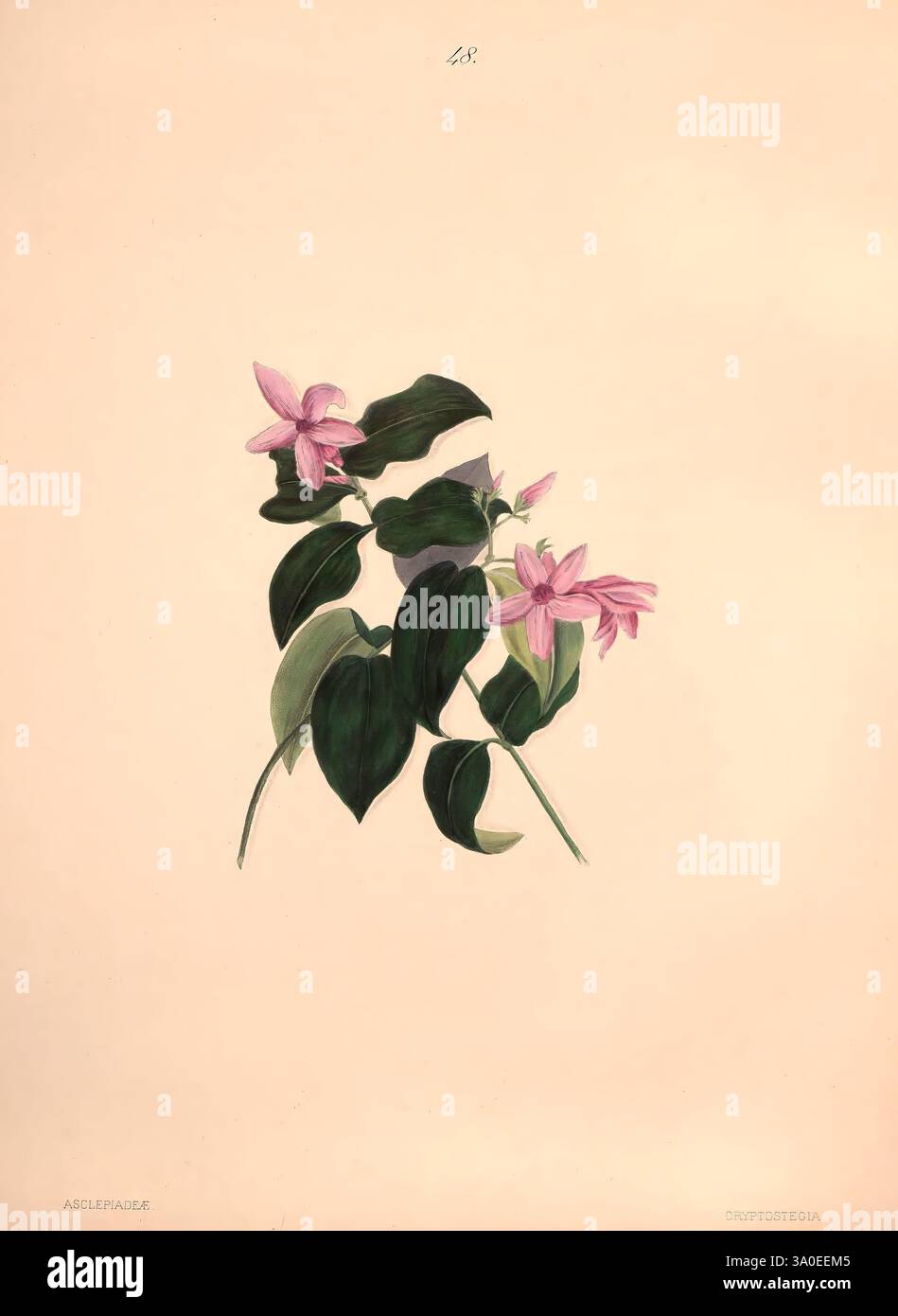 Brazilian flowers drawn from nature in the years 1880-1882 Coombe Croft ...