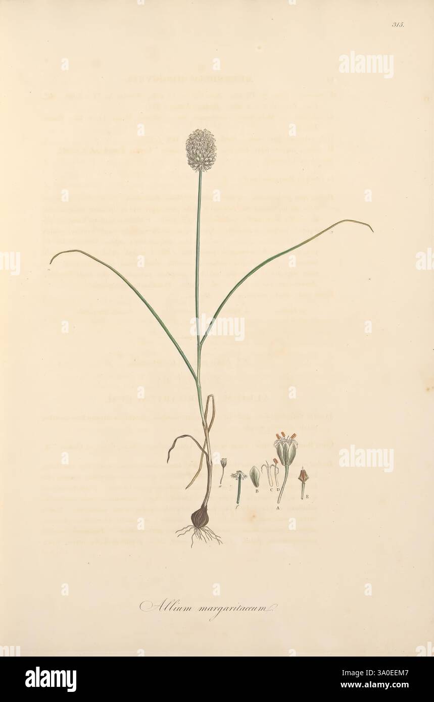 Flora Graeca, sive, Plantarum rariorum historia, quas in provinciis aut ...