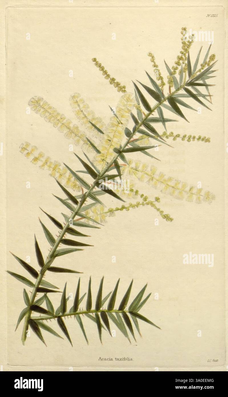 Acacia taxifolia hi-res stock photography and images - Alamy