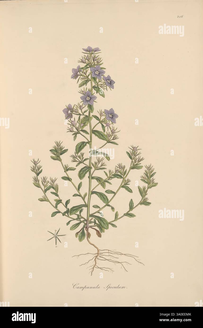 Flora Graeca, sive, Plantarum rariorum historia, quas in provinciis aut ...