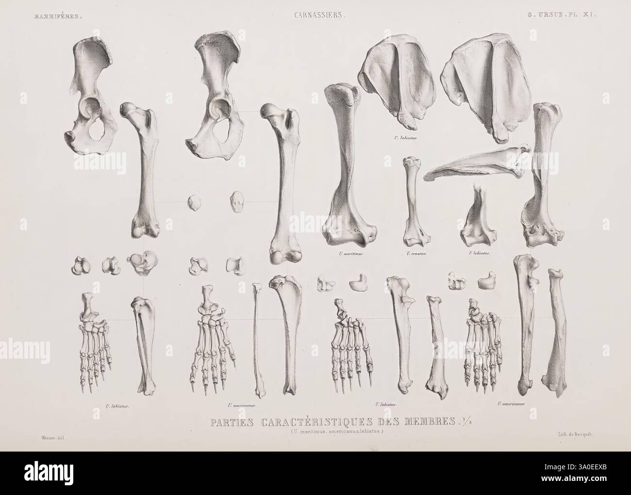 Humerus tibia hi-res stock photography and images - Alamy