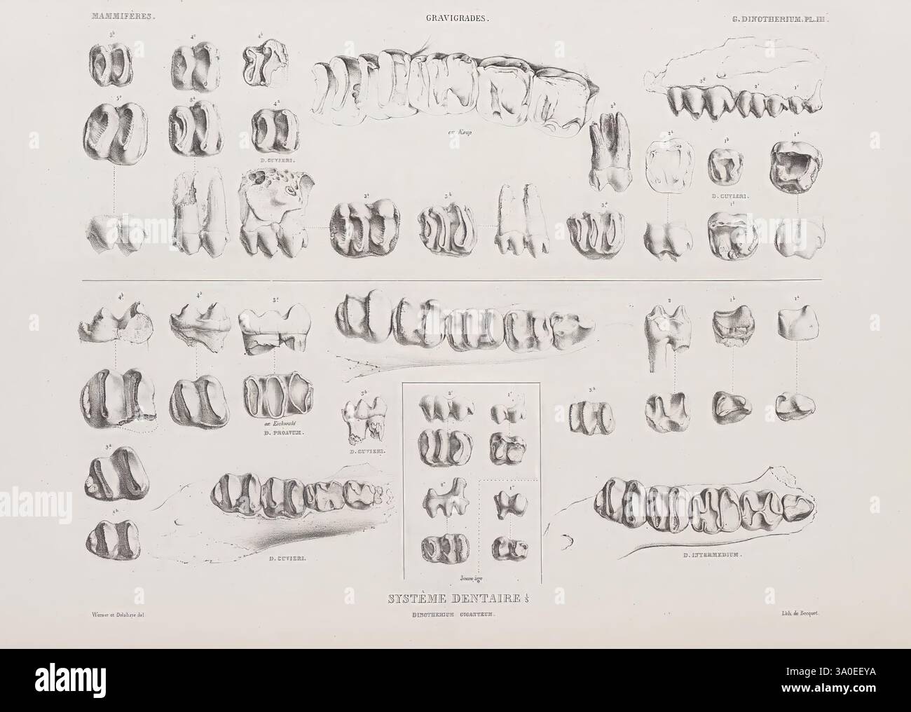Focus on different types of teeth hi-res stock photography and images ...