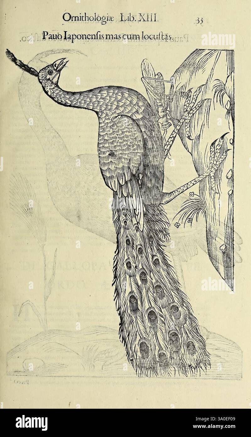 Beautifully illustrated peacock displaying hi-res stock photography and ...