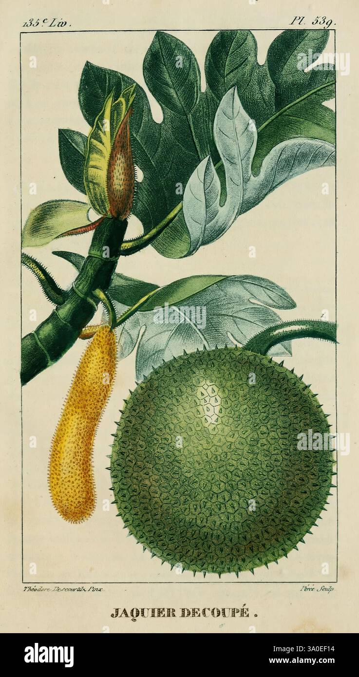 Flore pittoresque et médicale des Antilles Paris Pichard 1821-1829 ...