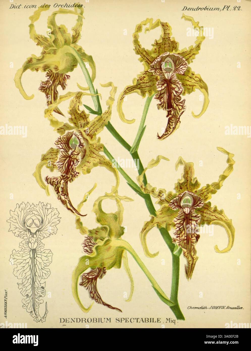 Dictionnaire iconographique des orchidees, 1896-1907, Orchidaceae ...