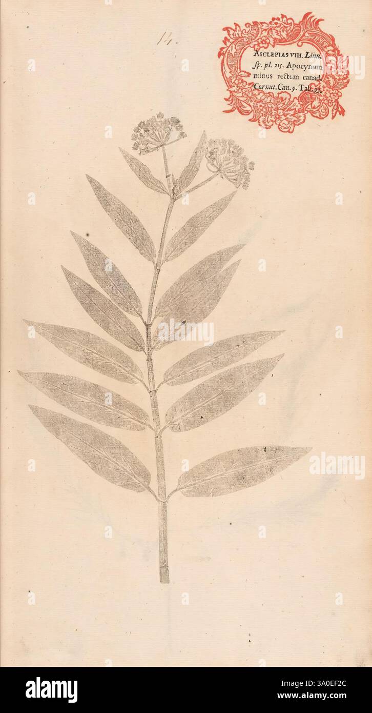 Flora Berolinensis, Berlin, Die Schule, 1757-1758, Asclepias incarnata ...