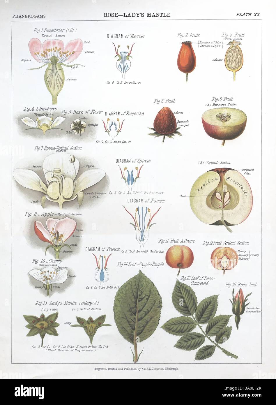 The botanical atlas, New York, The Century Co, 1883, botany, cryptogams ...