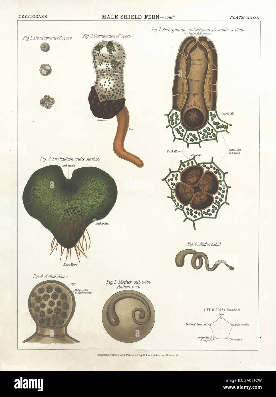 Ferns reproductive system hi-res stock photography and images - Alamy
