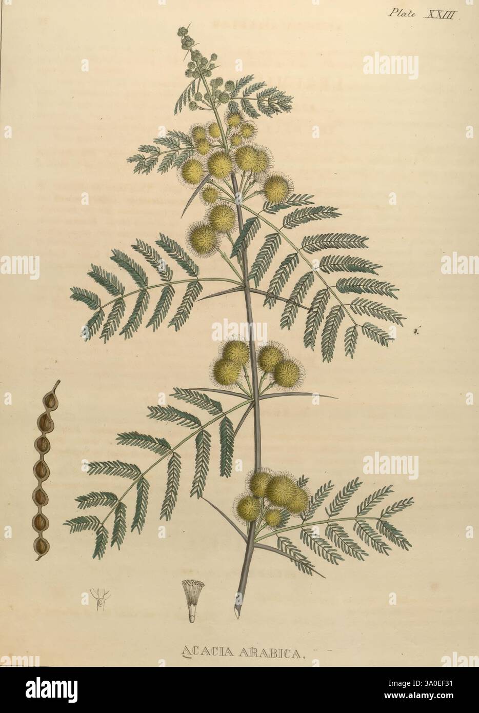 Acacia arabica plant hi-res stock photography and images - Alamy