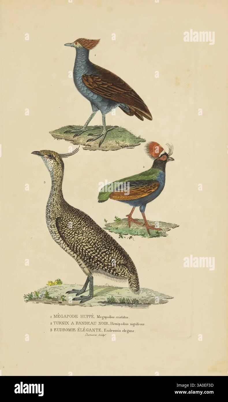 Middle bird captures attention hi-res stock photography and images - Alamy