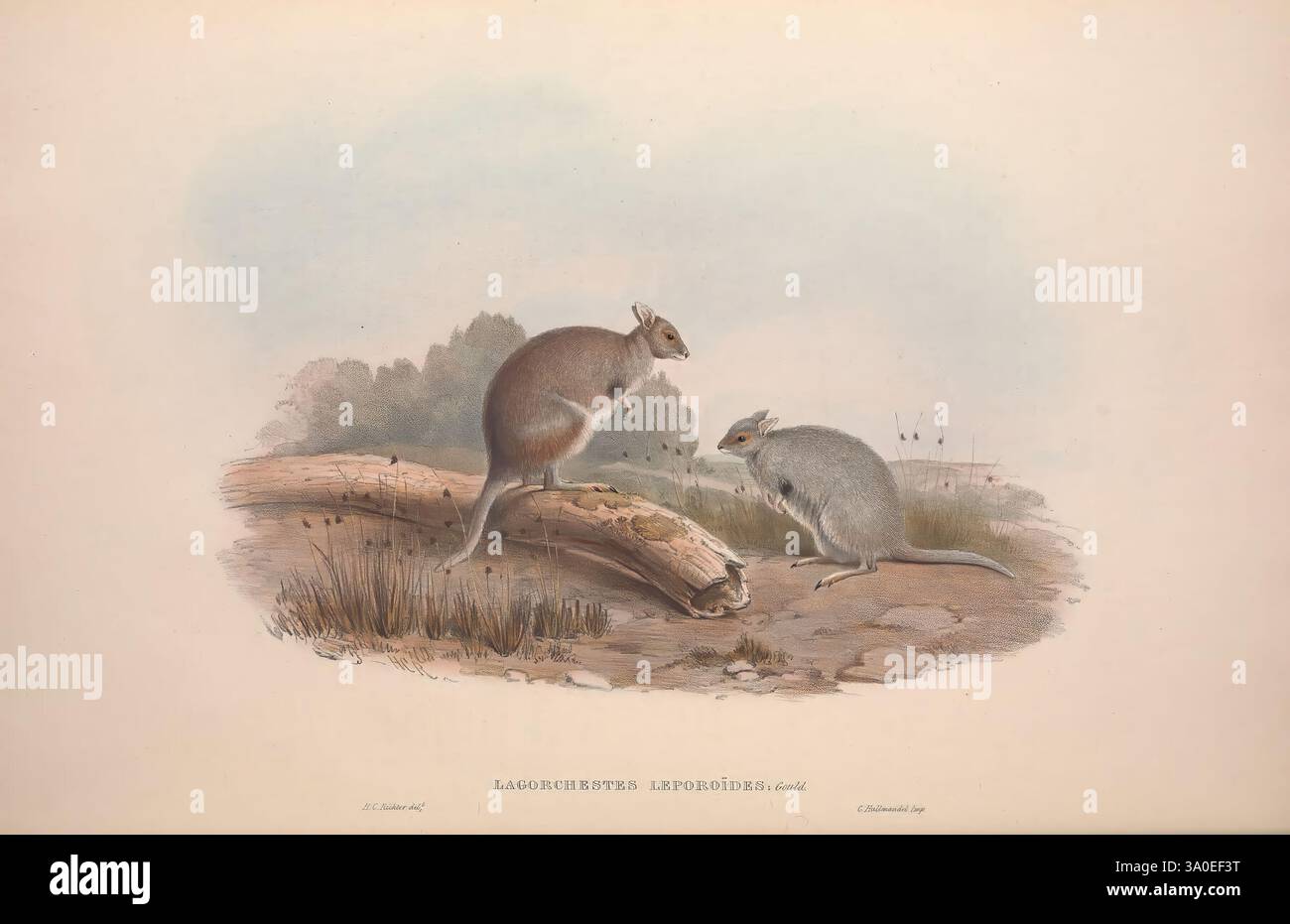 Lagorchestes leporoides hi-res stock photography and images - Alamy