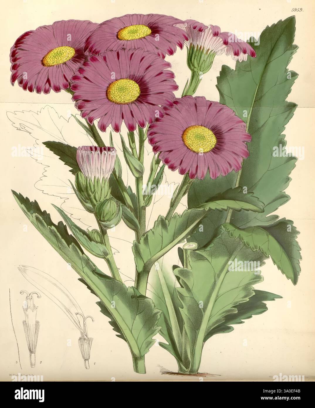 Curtis's Botanical Magazine London, New York Botanical Illustration ...