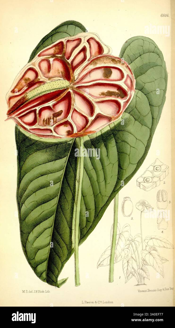 Curtis's Botanical Magazine London New York Botanical Illustration ...