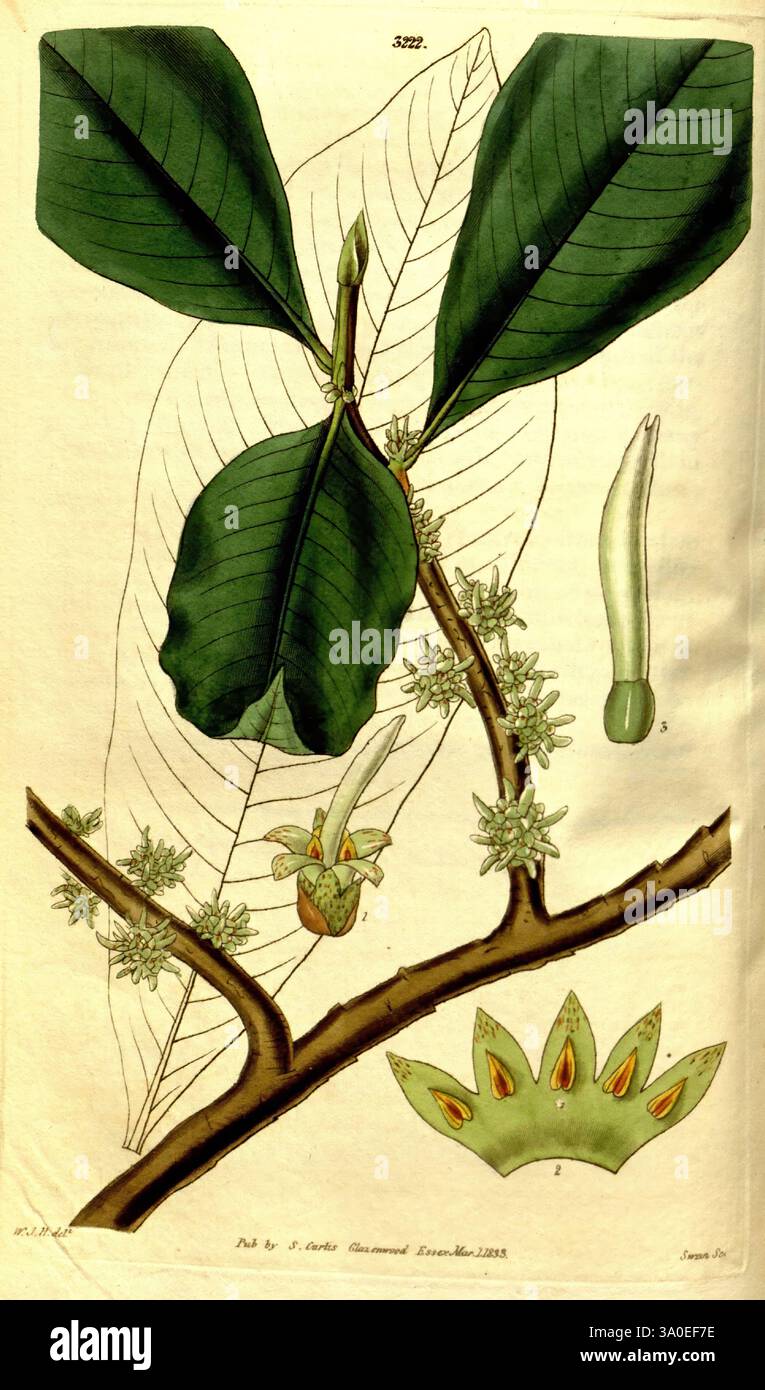 Flowers buds in various stages of development hi-res stock photography ...