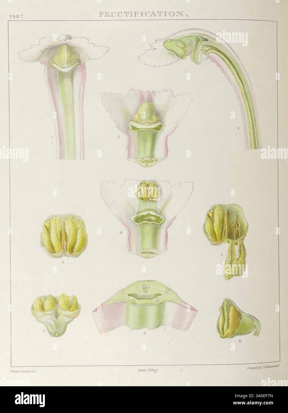 Anatomy of different plants hi-res stock photography and images - Alamy