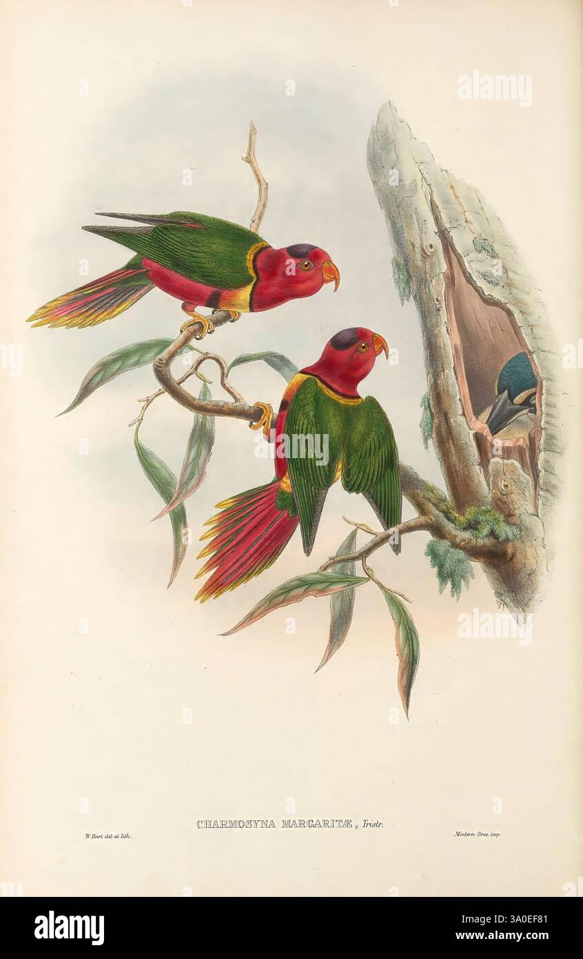 Duchess of connaughts parakeet hi-res stock photography and images - Alamy