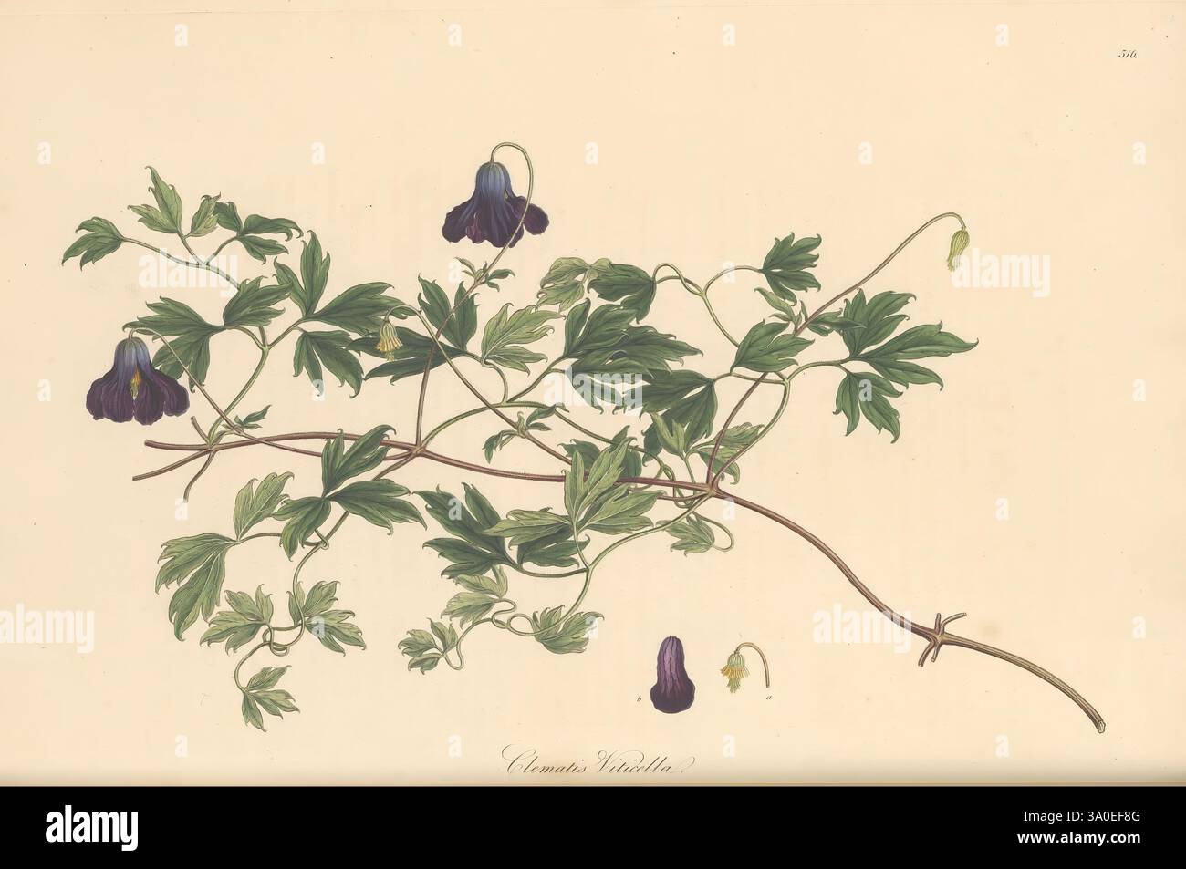 Flora Graeca, sive, Plantarum rariorum historia, quas in provinciis aut ...