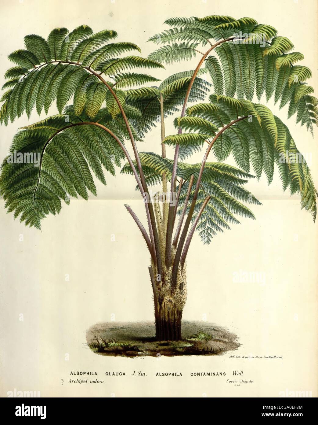 Sturdy trunk accentuates hi-res stock photography and images - Alamy