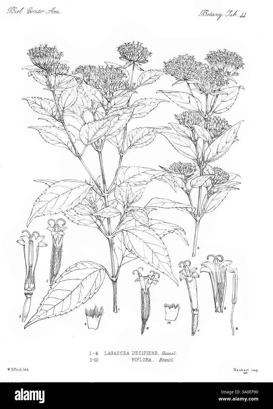 Separate drawings highlight hi-res stock photography and images - Alamy