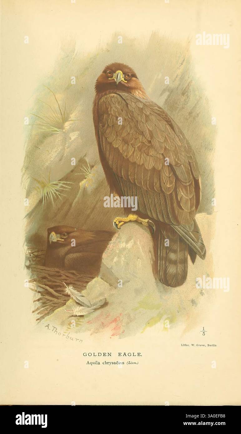Majestic golden eagle perches hi-res stock photography and images - Alamy