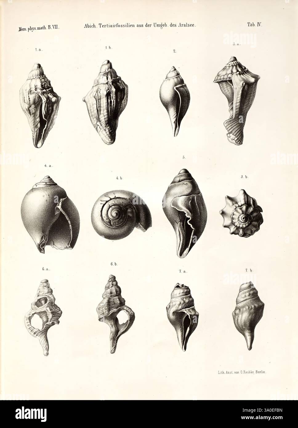 Six additional shells hi-res stock photography and images - Alamy