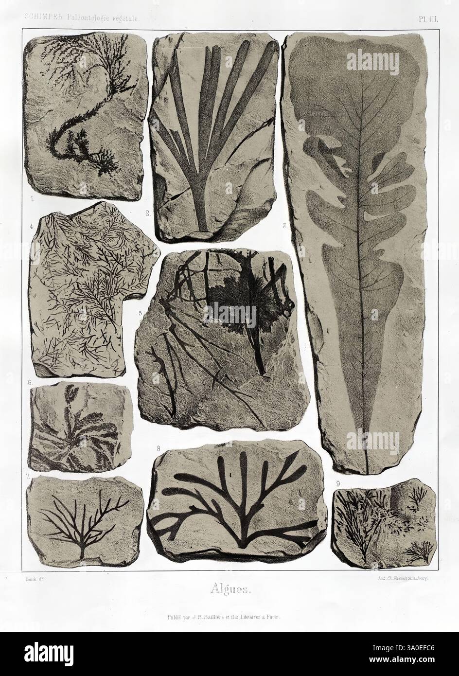 Complexity of prehistoric marine life hi-res stock photography and ...