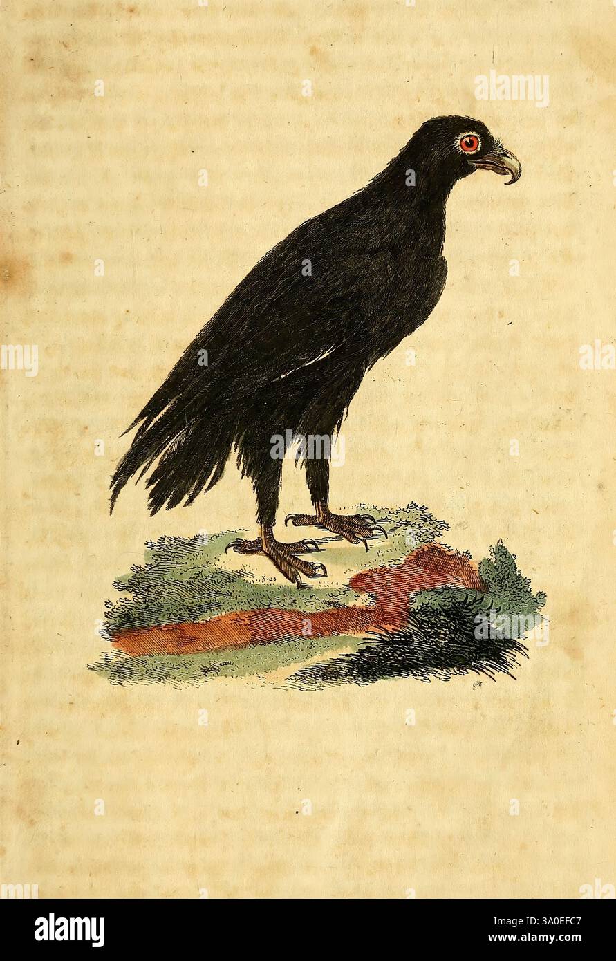 Raven stands prominently hi-res stock photography and images - Alamy