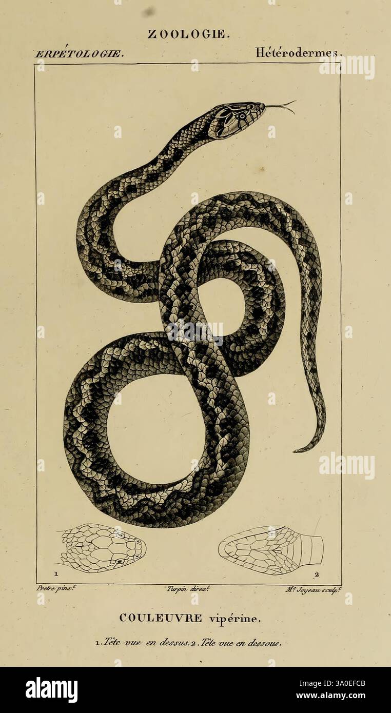 Dictionnaire des sciences naturelles, Strasbourg, Paris, F. G. Levrault ...