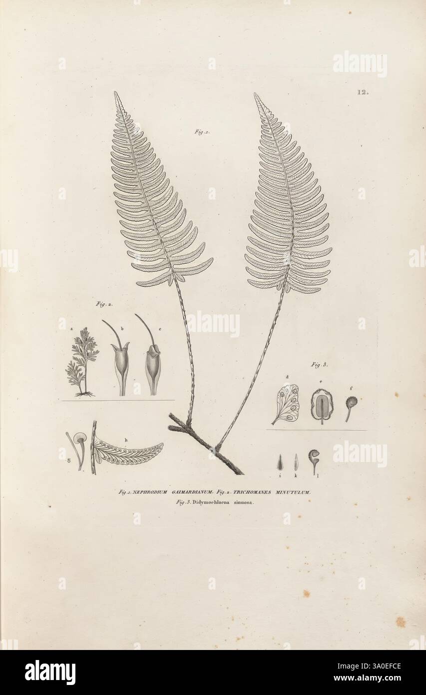 Two large fern fronds hi-res stock photography and images - Alamy