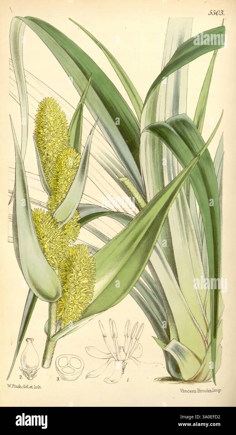 Compact spike form hi-res stock photography and images - Alamy