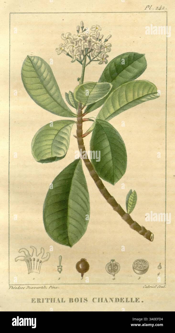 Flore médicale des Antilles, ou, Traité des plantes usuelles, Paris ...