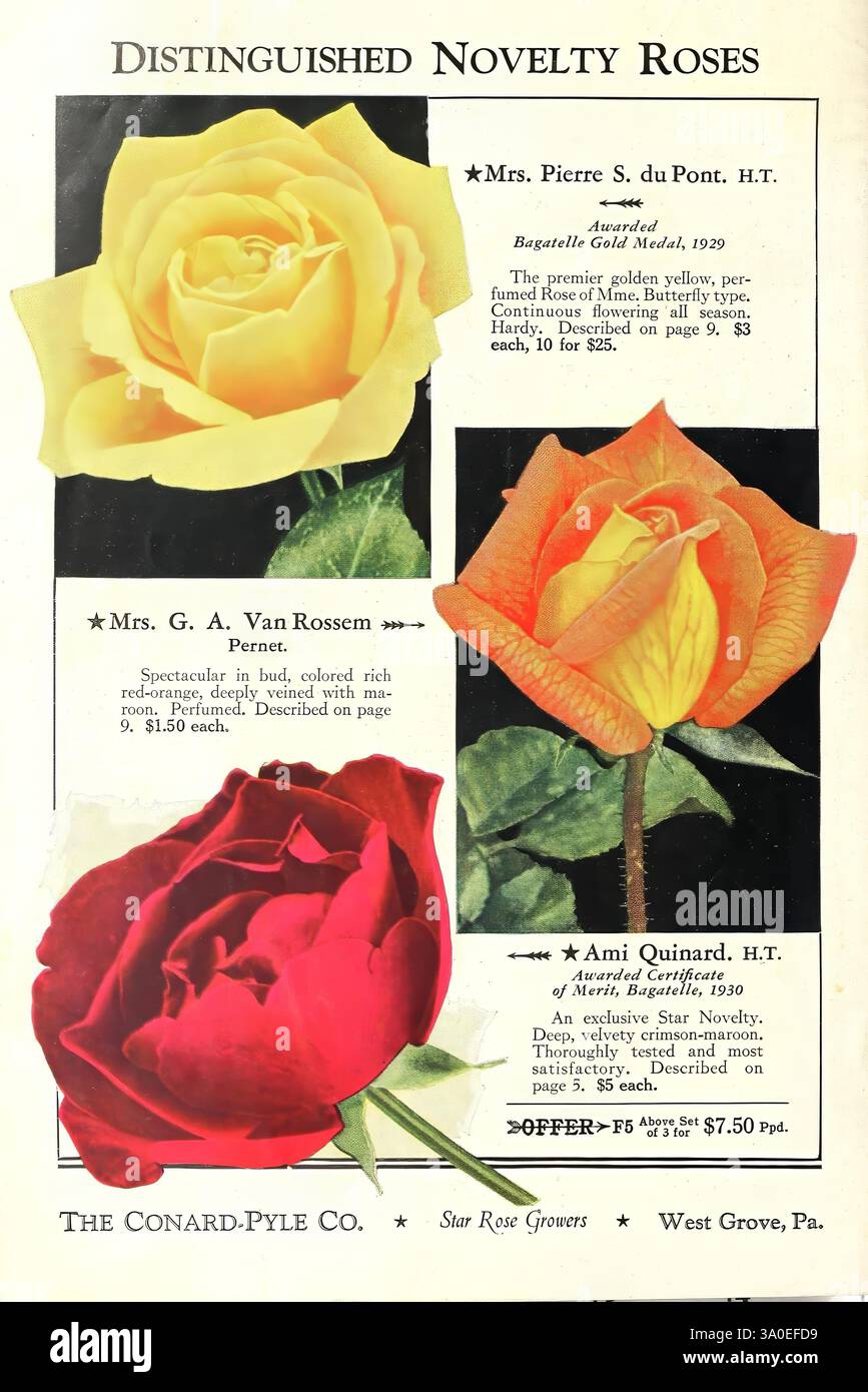 Gavan rosem rose hi-res stock photography and images - Alamy