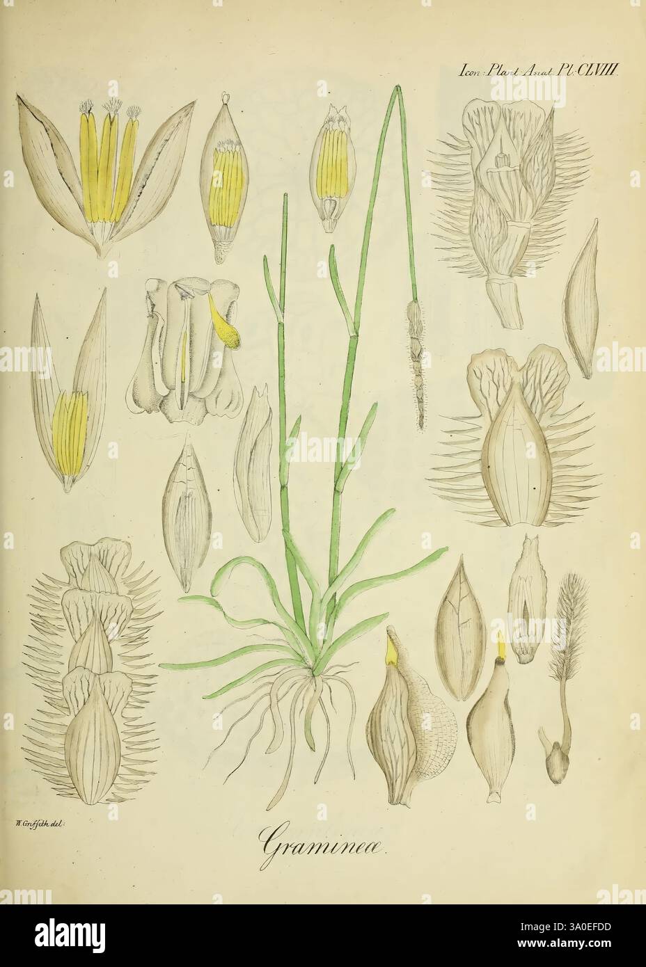 Icones Plantarum Asiaticarum, Calcutta, Bishop's College Press, 1847-54 ...